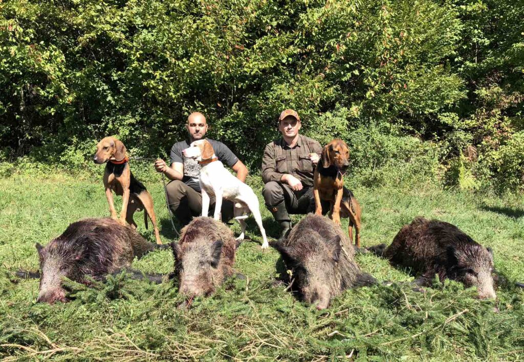 Uspješan lov divlje svinje u Velikoj Ilovi FOTO - Prnjavorinfo.com